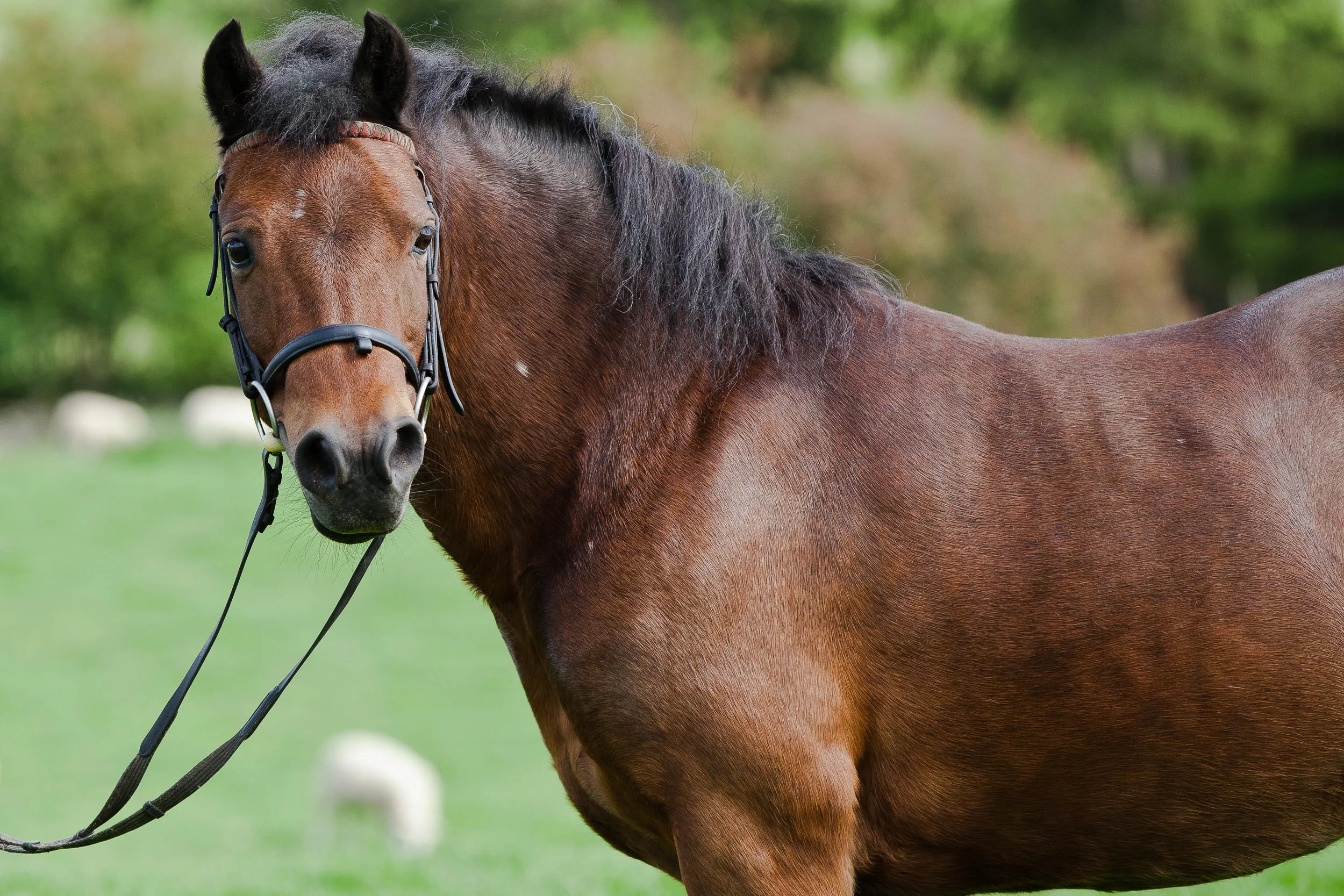 Meet the Ponies — Larkrigg Riding School