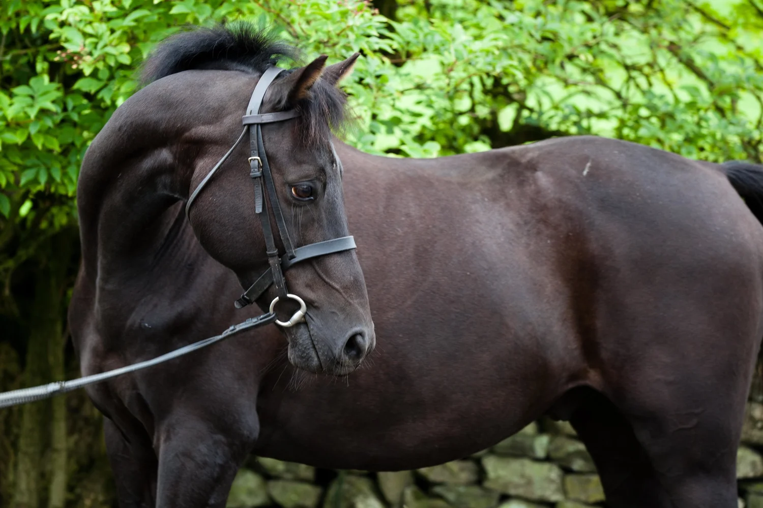 Meet the Ponies — Larkrigg Riding School