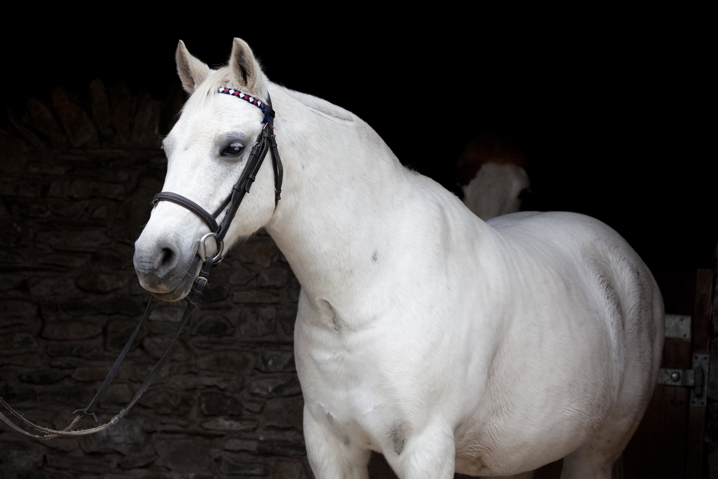 Meet the Ponies — Larkrigg Riding School