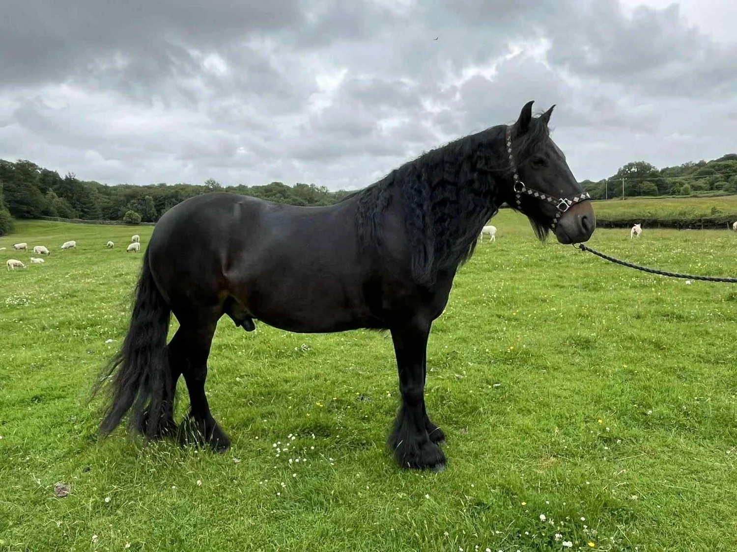 Meet the Ponies — Larkrigg Riding School