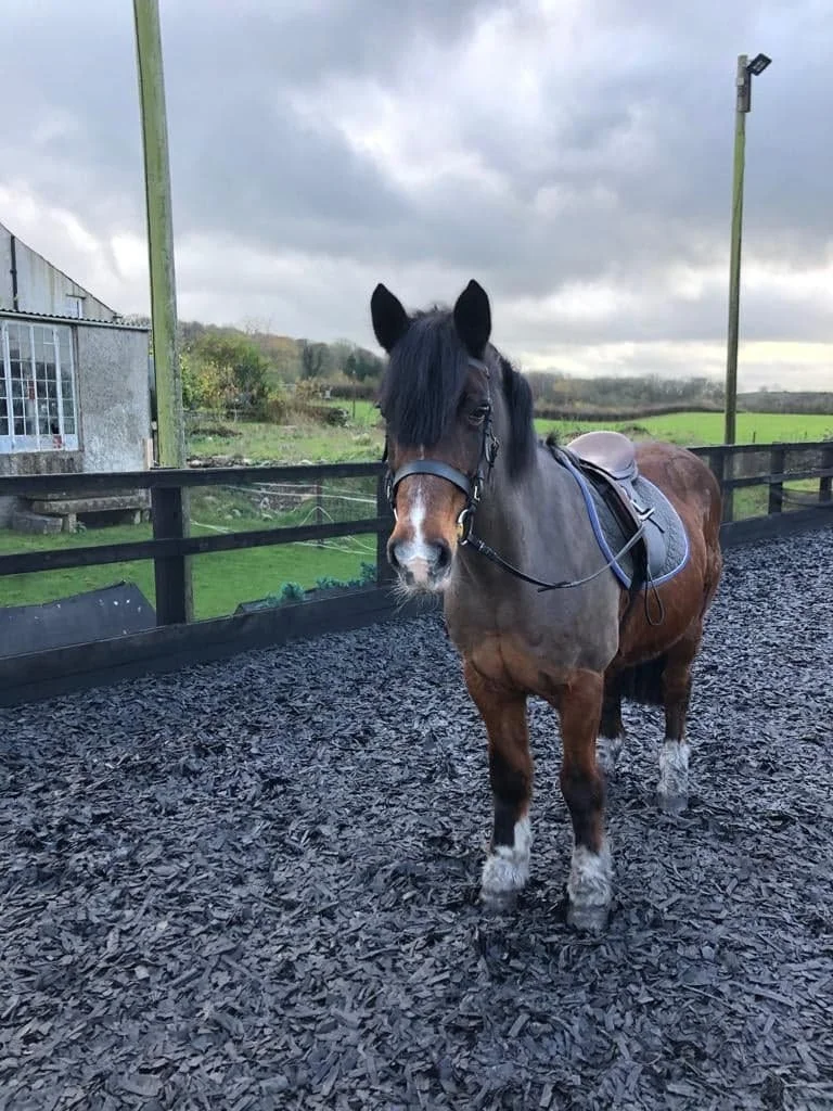 Meet the Ponies — Larkrigg Riding School
