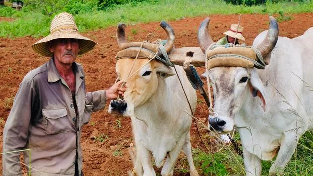 Here's What a Support for the Cuban People Trip Looks Like — Cuba ...