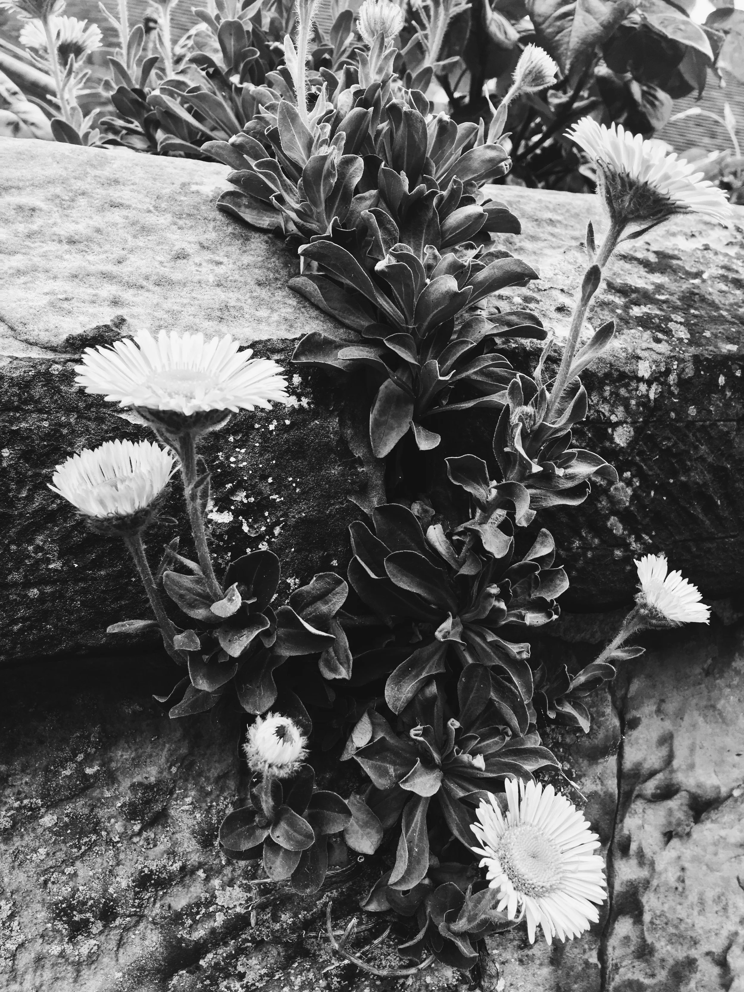 Photography - Between A Rock & A Hard Place (Survival). A dedication ...