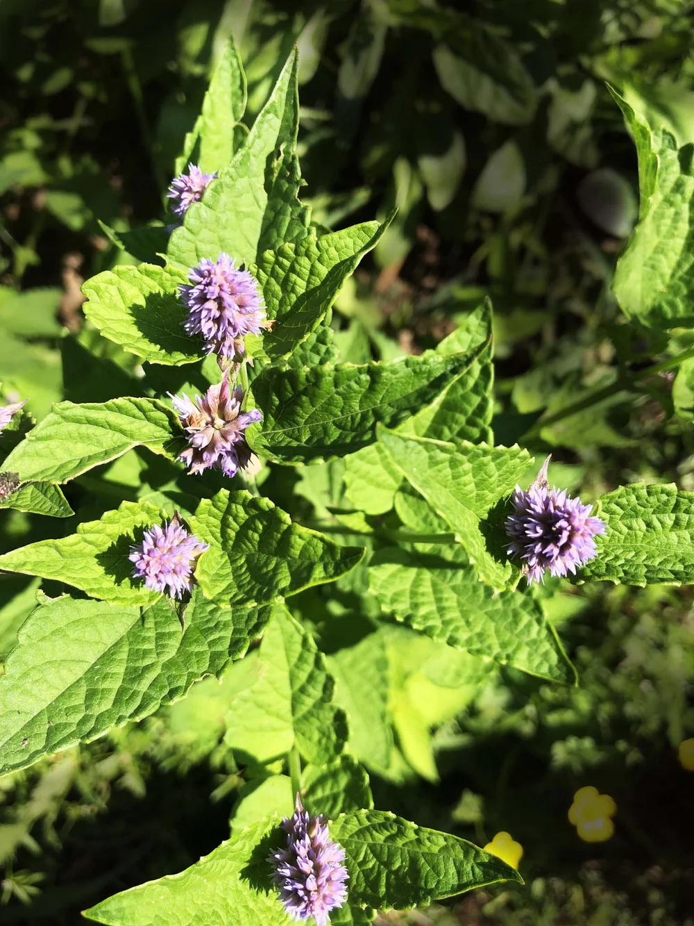 Anise Plant
