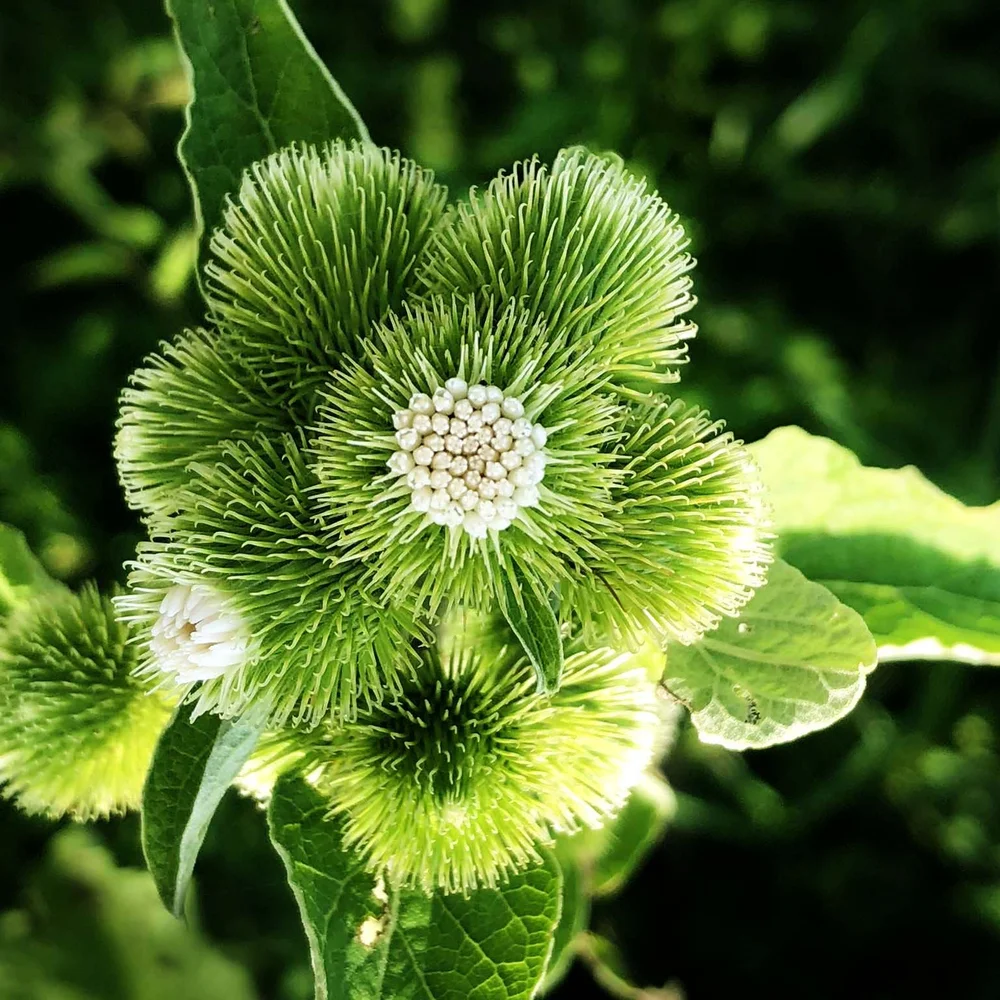 Burdock Plant Root