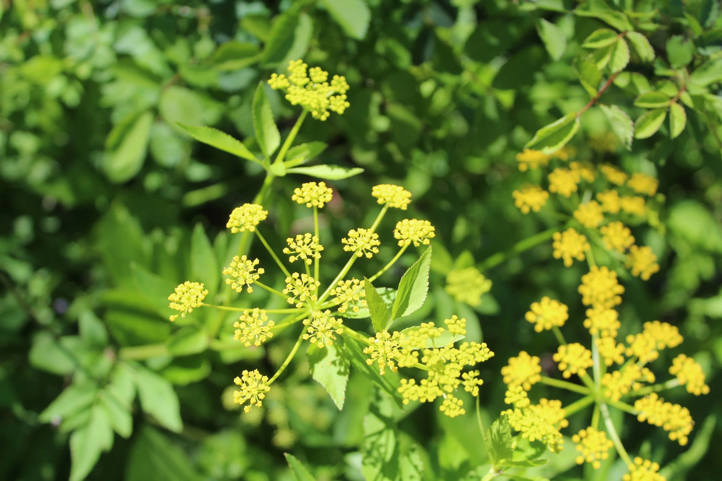 Golden Alexanders Seeds (Zizia aurea (L.)) 100 Seeds (0.3 grams ...