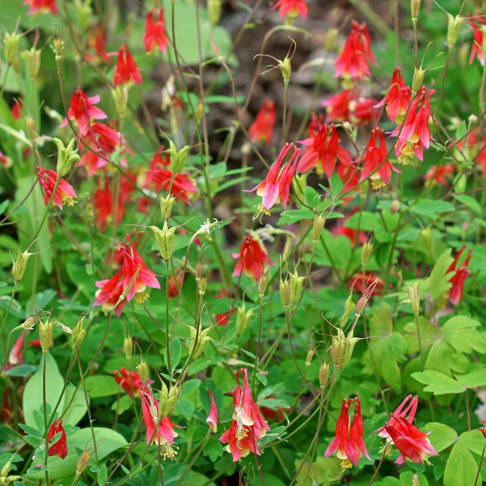 Red Columbine Plant