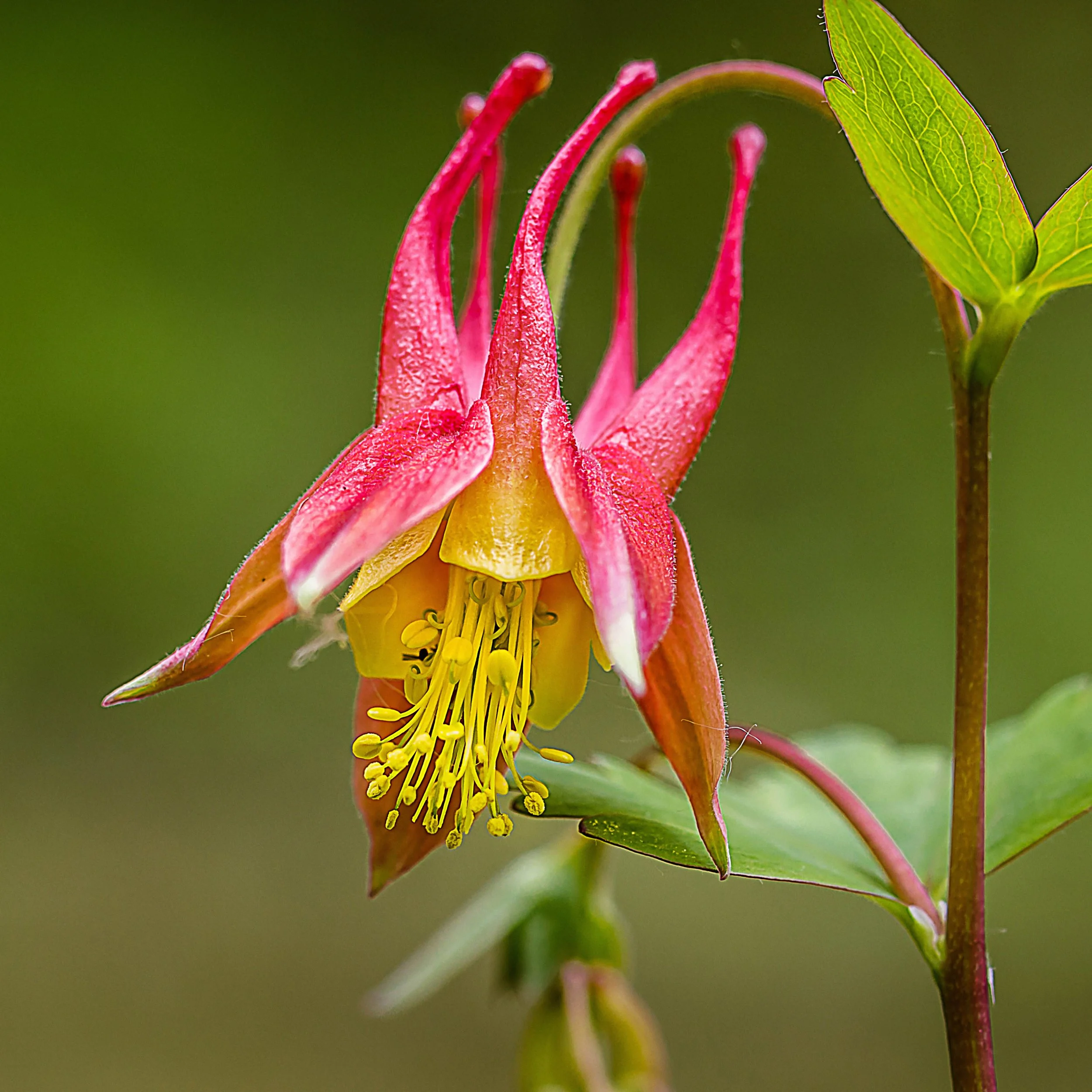Eastern Red Columbine Plant (Aquilegia canadensis L) 2–3-inch pot ...