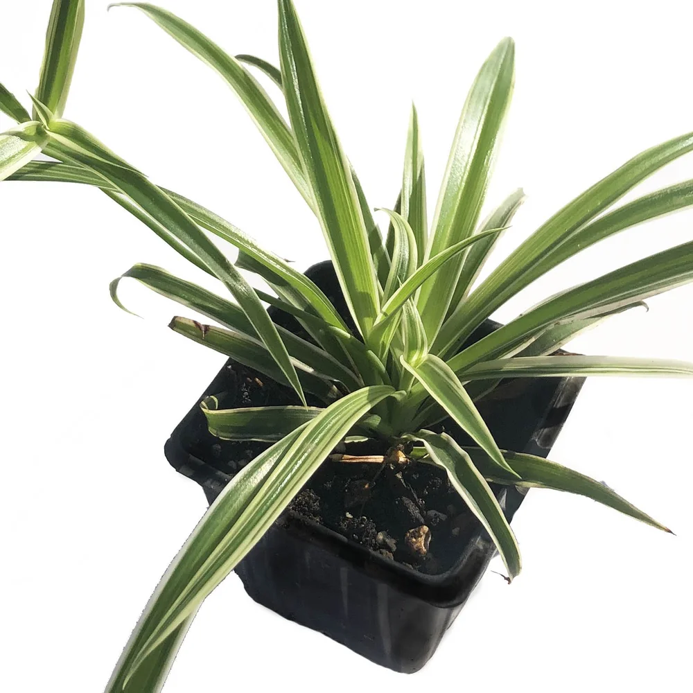 Chlorophytum Comosum