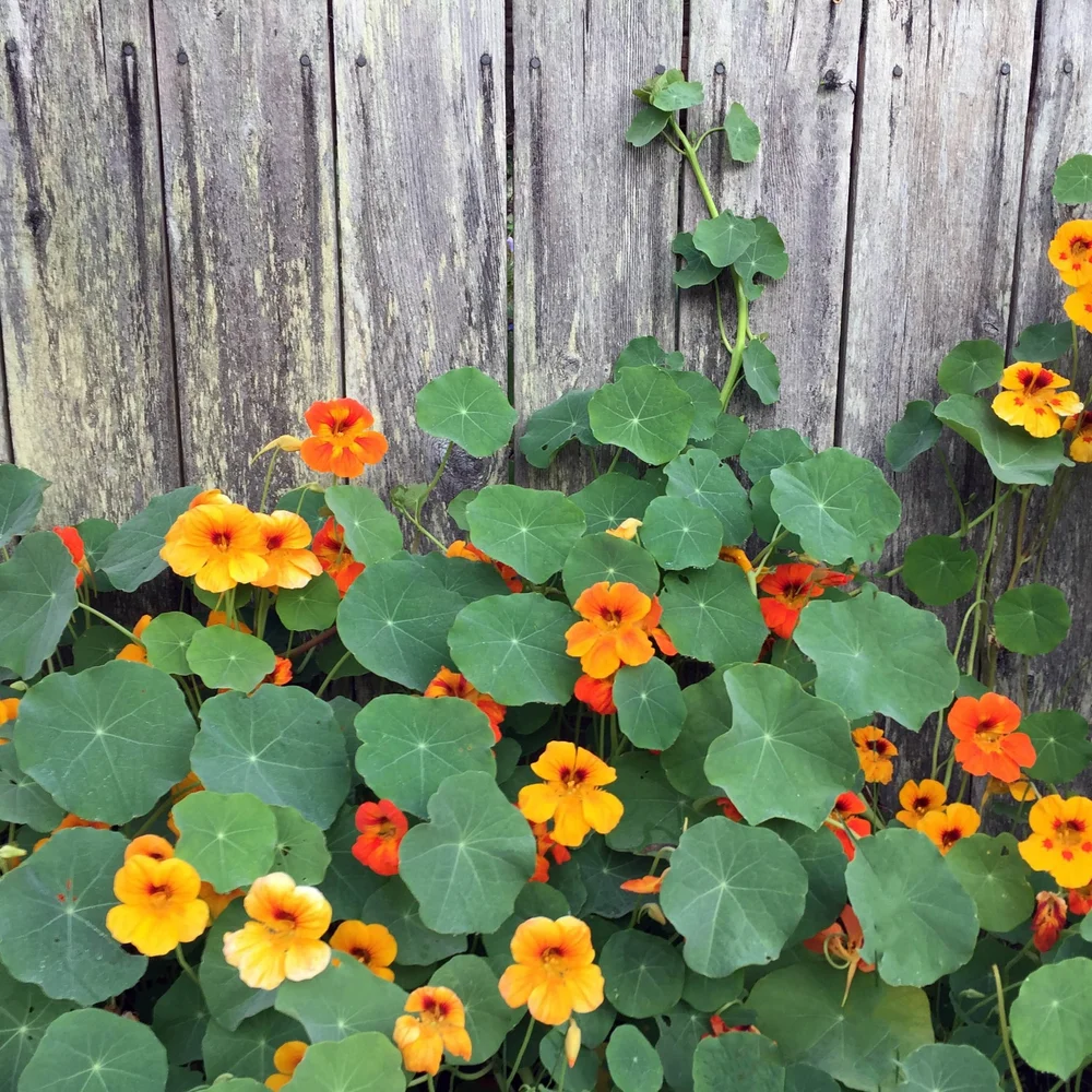 When To Plant Nasturtium Flowers Information