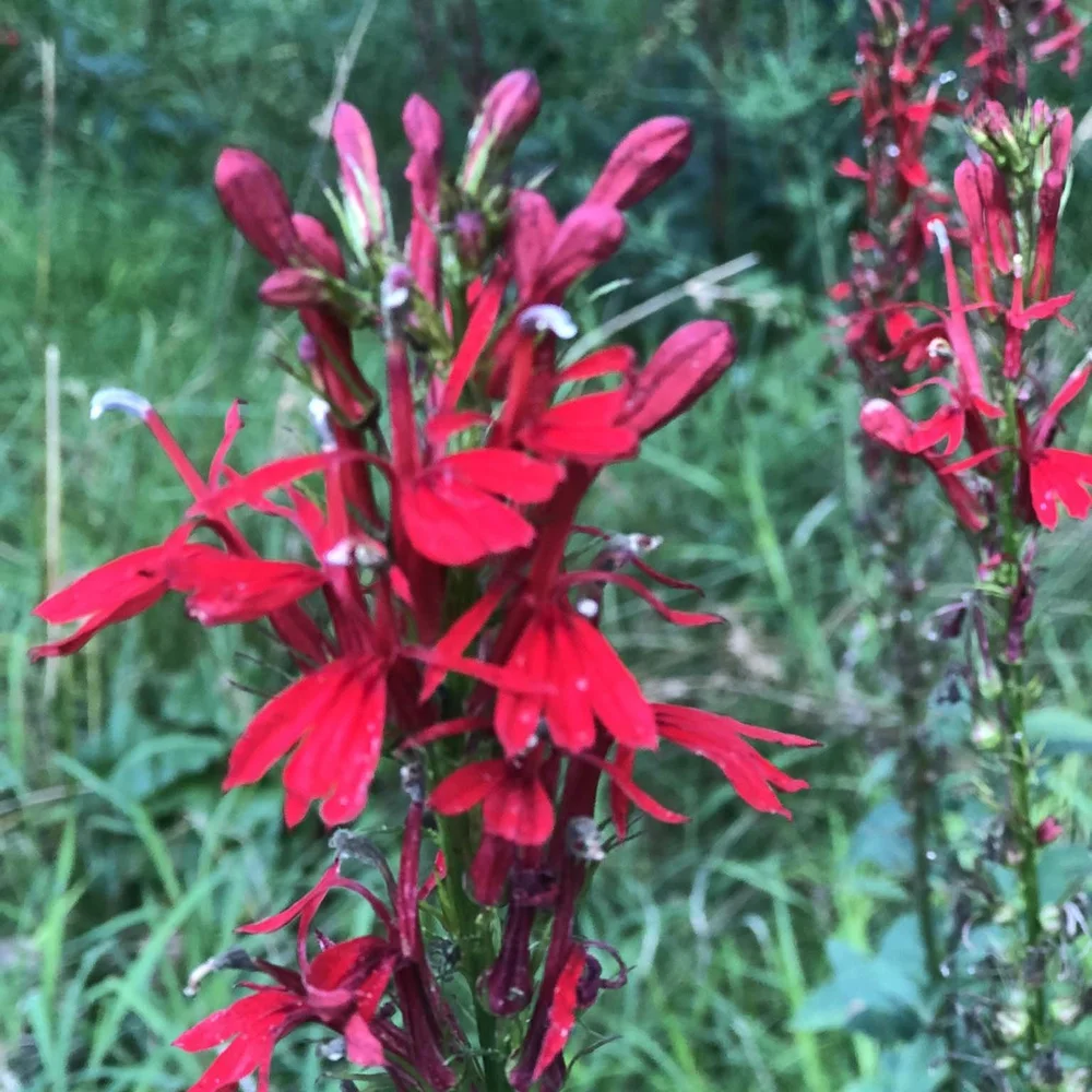 Cardinal Flower Seeds