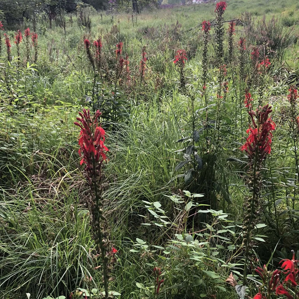 Cardinal Flower Seeds