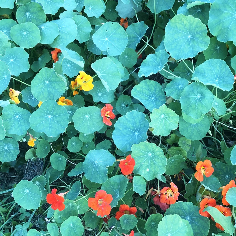 Tropaeolum Majus Seeds