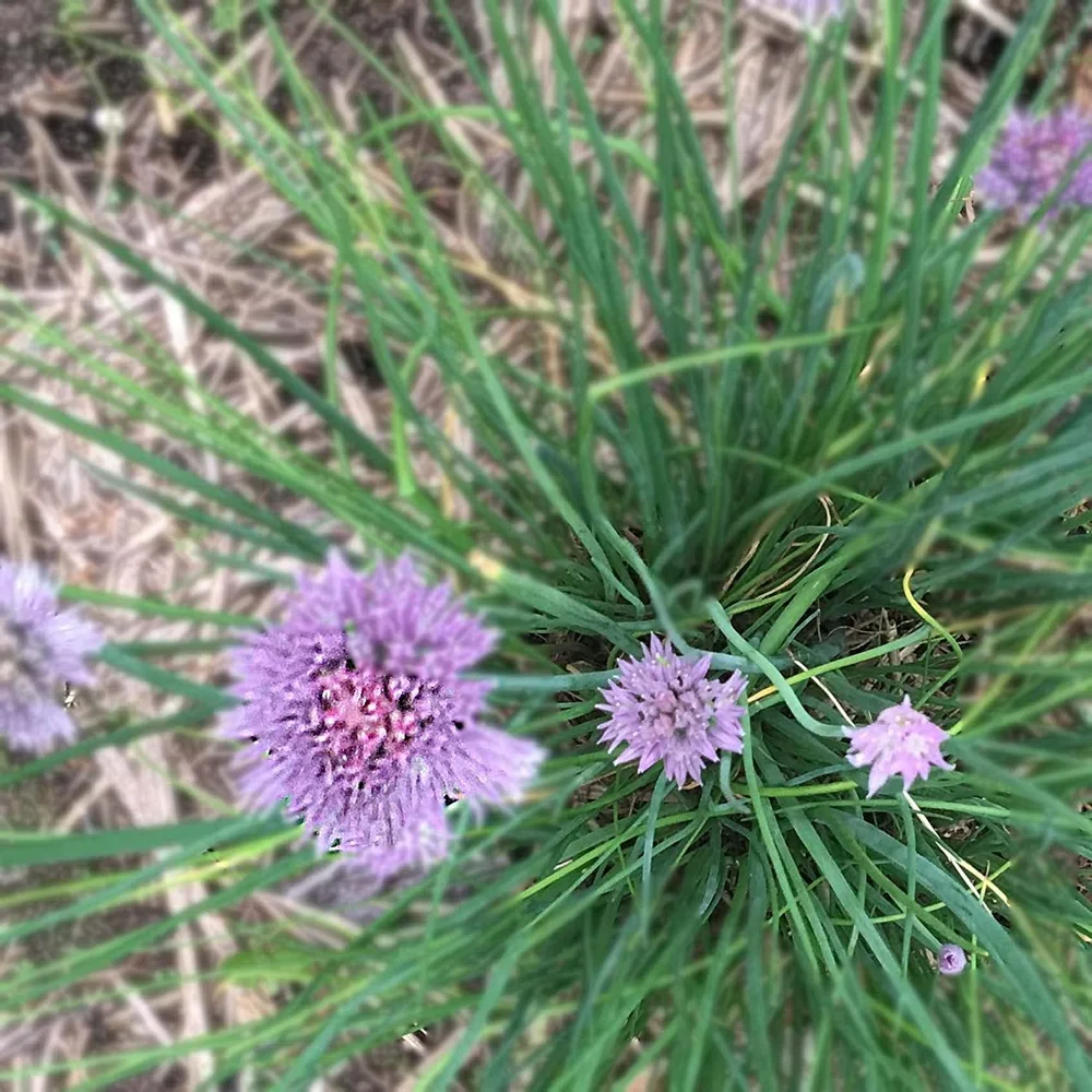 What Are Garlic Chives