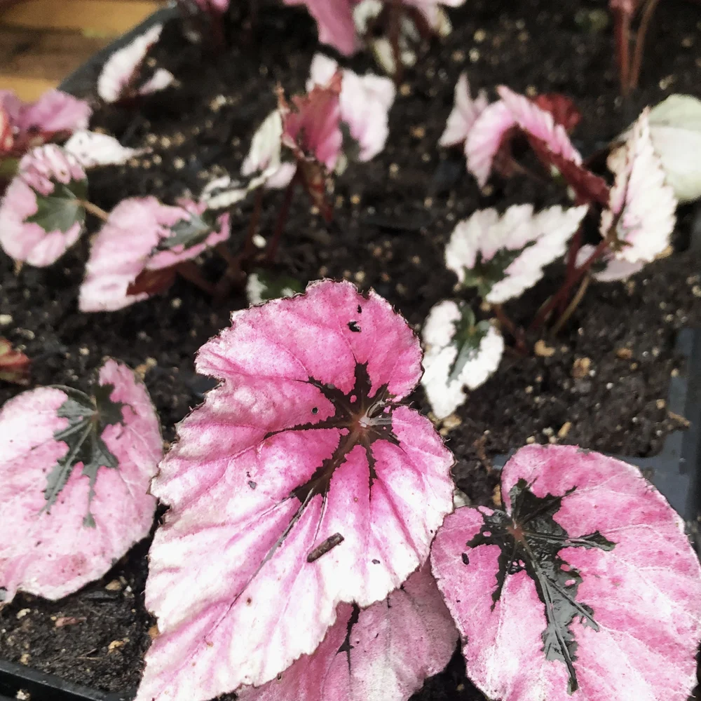 Rex Begonia Leaves