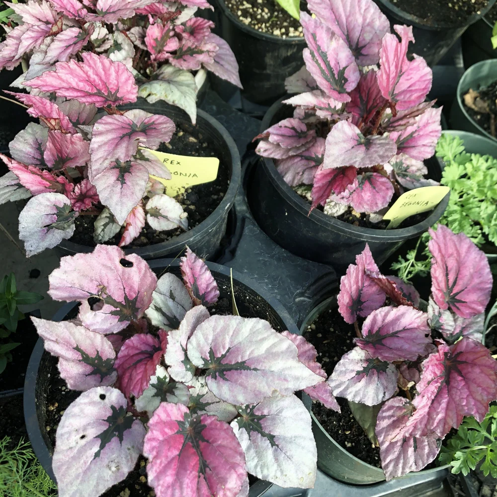 Rex Begonia Plant