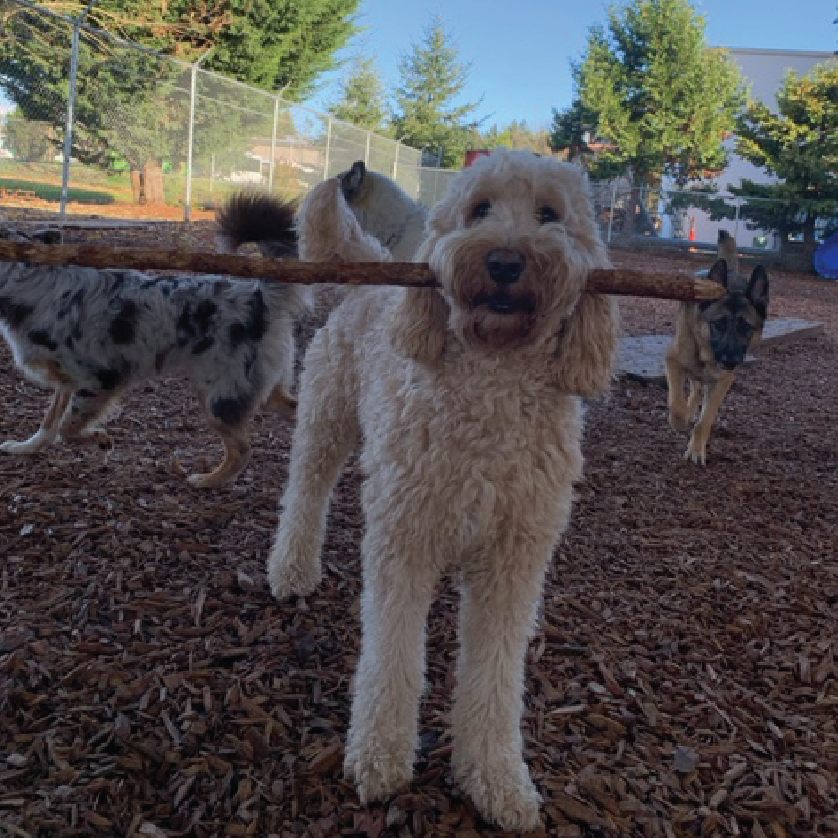Safe Hound