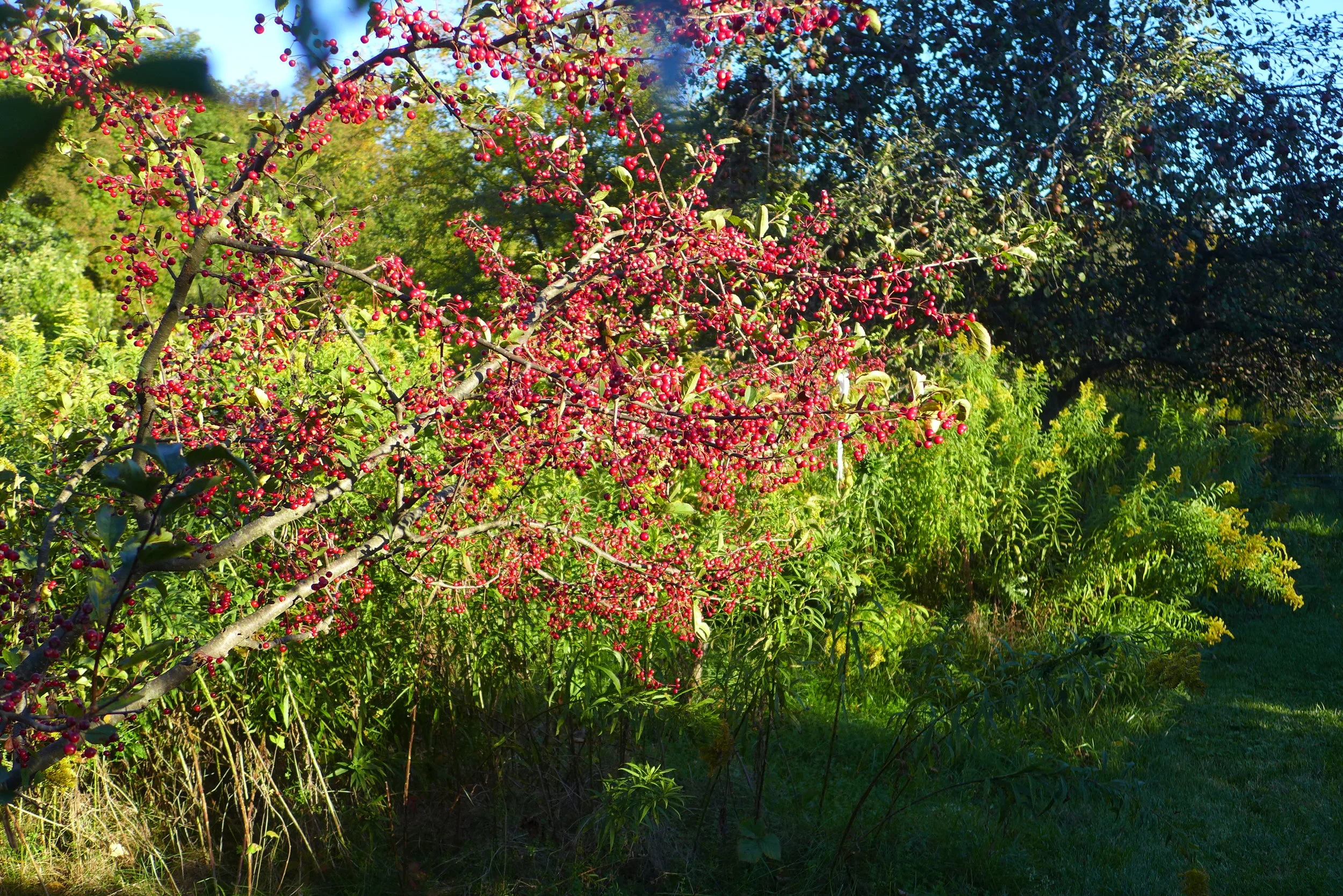 Gardening Front Page — Ila Lane Gross