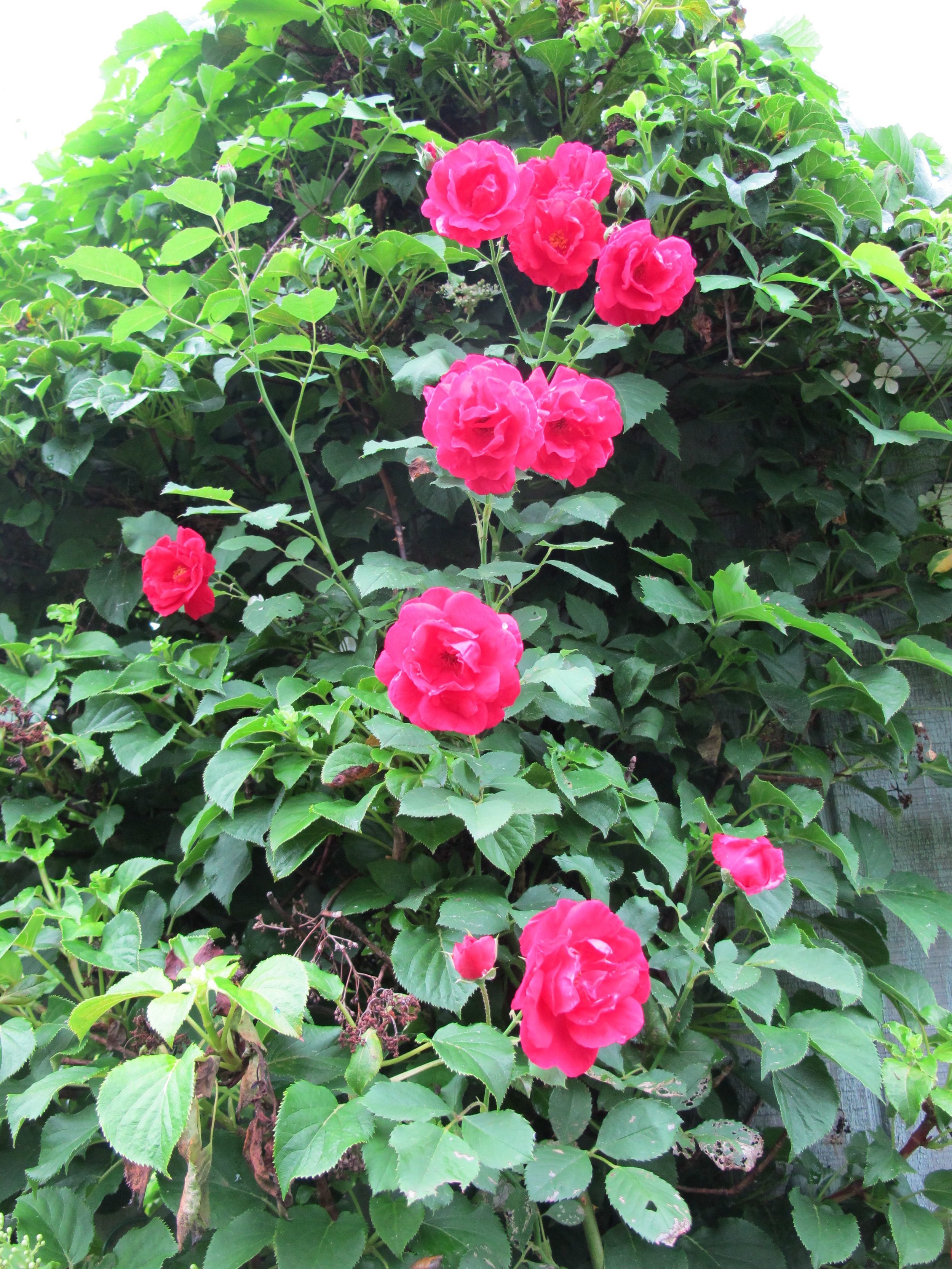 Gardening Front Page — Ila Lane Gross