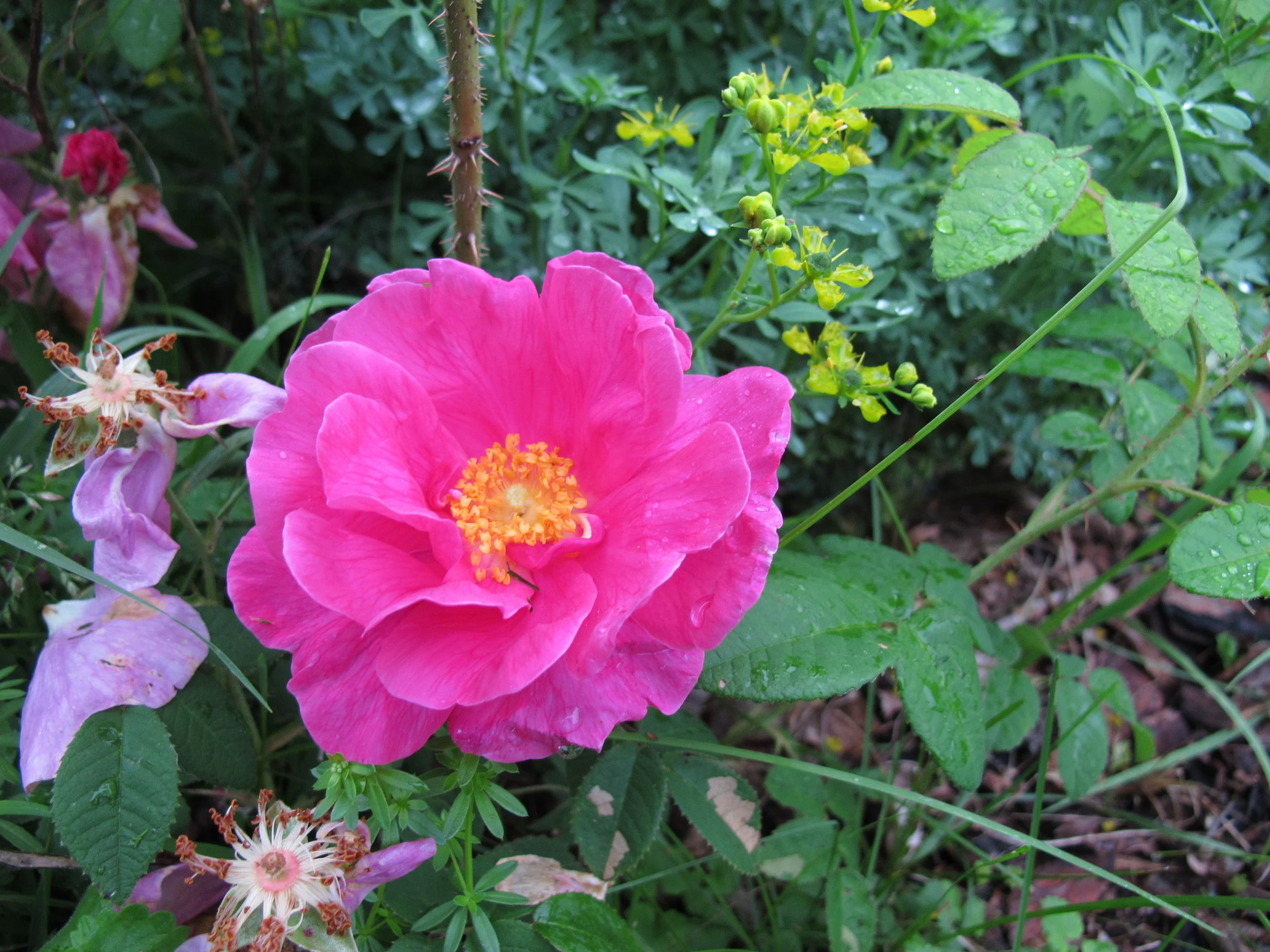 Gardening Front Page — Ila Lane Gross