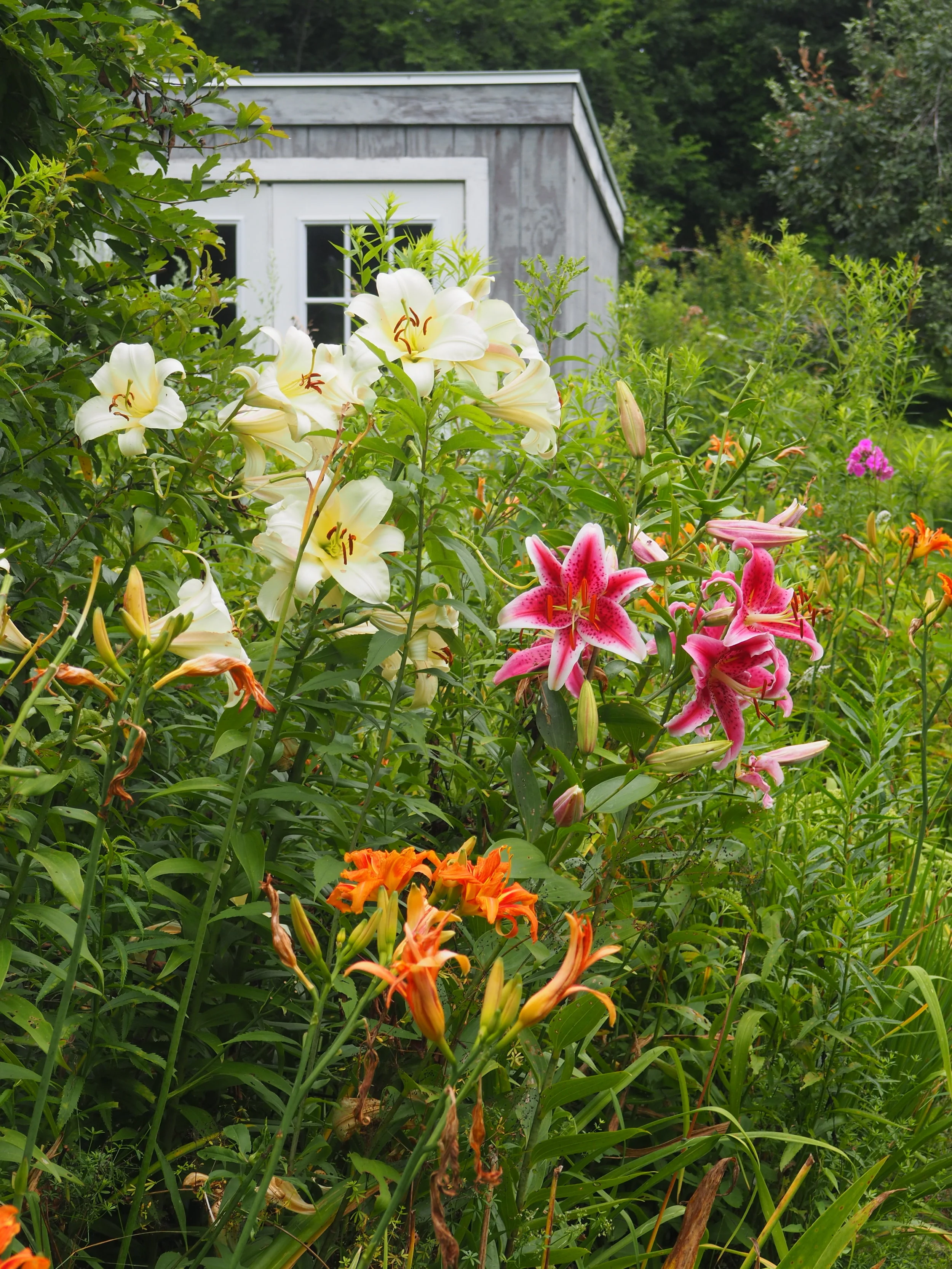 Gardening Front Page — Ila Lane Gross