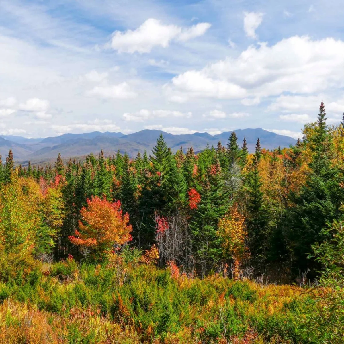 Save Forests — RESTORE: The North Woods