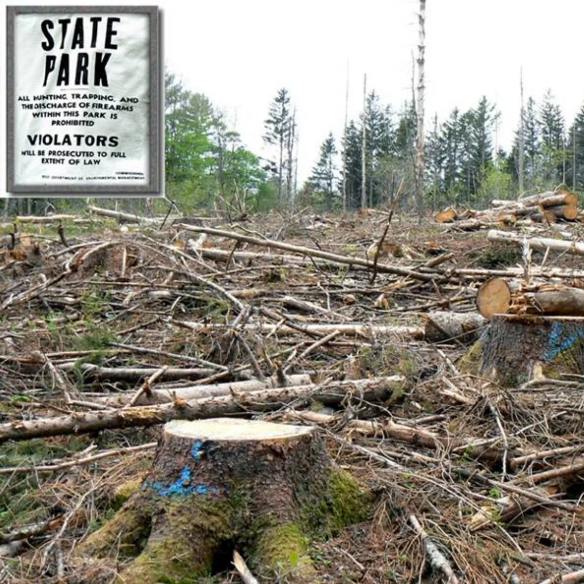 Save Massachusetts Forests — RESTORE: The North Woods