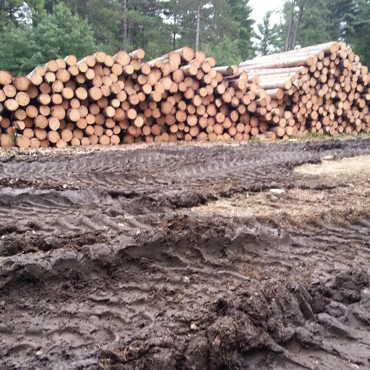 Save Wendell State Forest — RESTORE: The North Woods