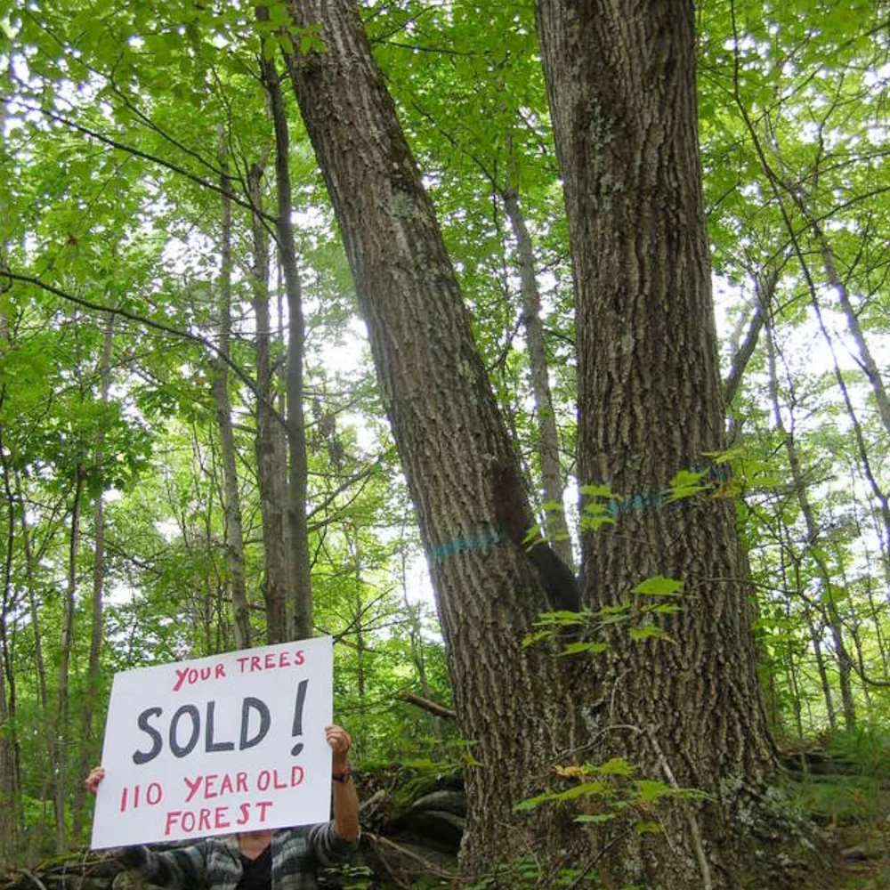 Save Wendell State Forest — RESTORE: The North Woods