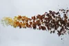 INGREDIENT — Ali Bouzari