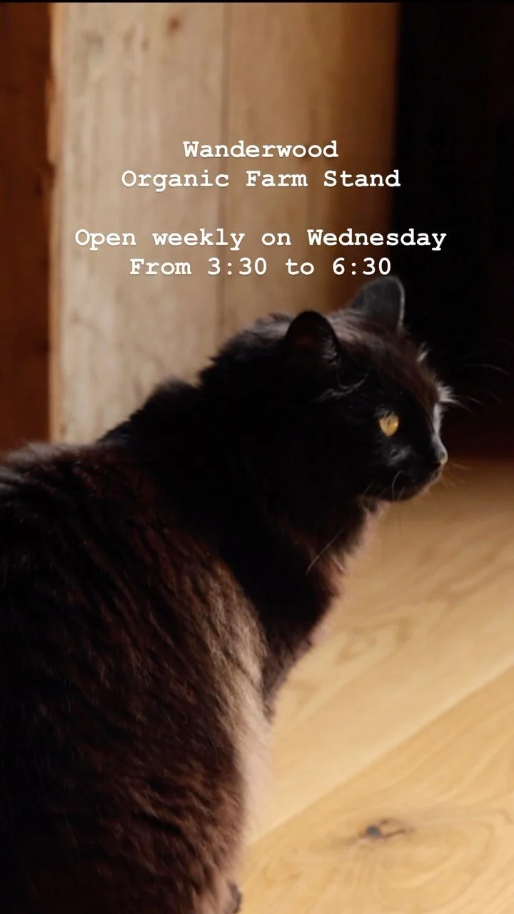 Wanderwood - Connect