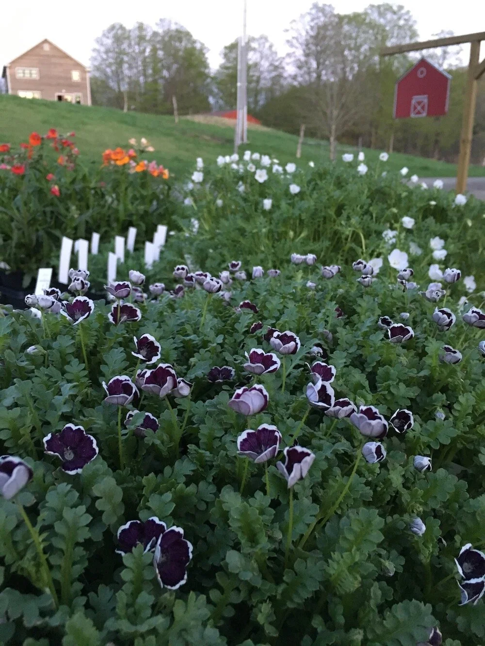 Flowers — The Bunker Farm