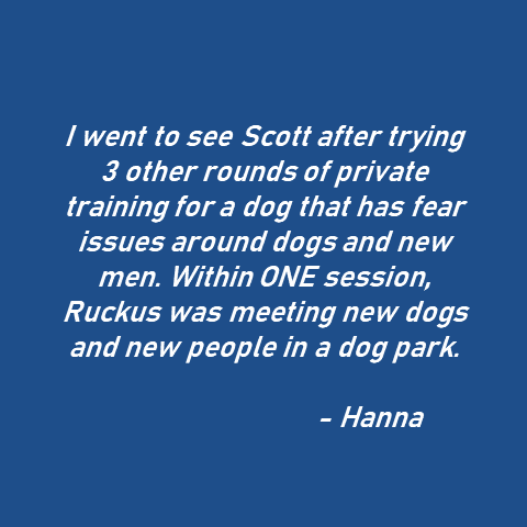 Chill Out Dog Training | 5-Star Trainer | Denver, CO | RiNo, Highland, & City Park,