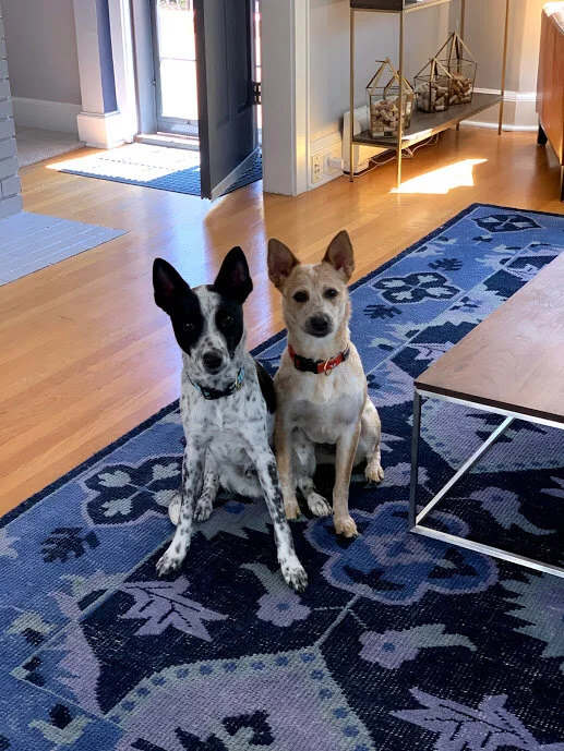 Chill Out Dog Training | 5-Star Trainer | Denver, CO | RiNo, Highland, & City Park,