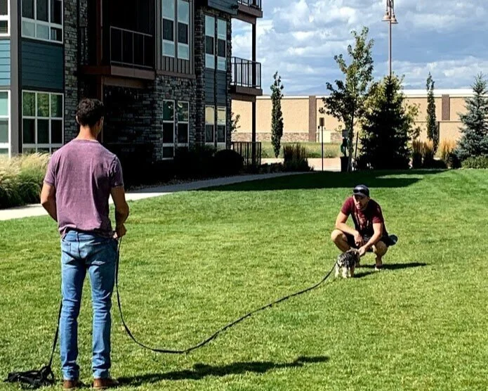 Chill Out Dog Training | 5-Star Trainer | Denver, CO | RiNo, Highland, & City Park,