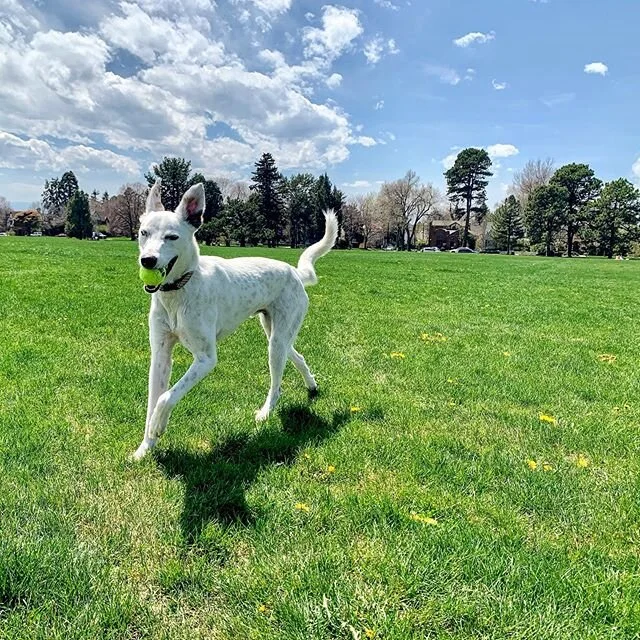 Chill Out Dog Training | 5-Star Trainer | Denver, CO | RiNo, Highland, & City Park,