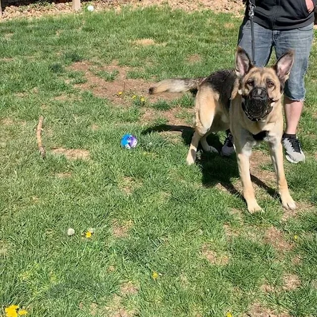 Chill Out Dog Training | 5-Star Trainer | Denver, CO | RiNo, Highland, & City Park,