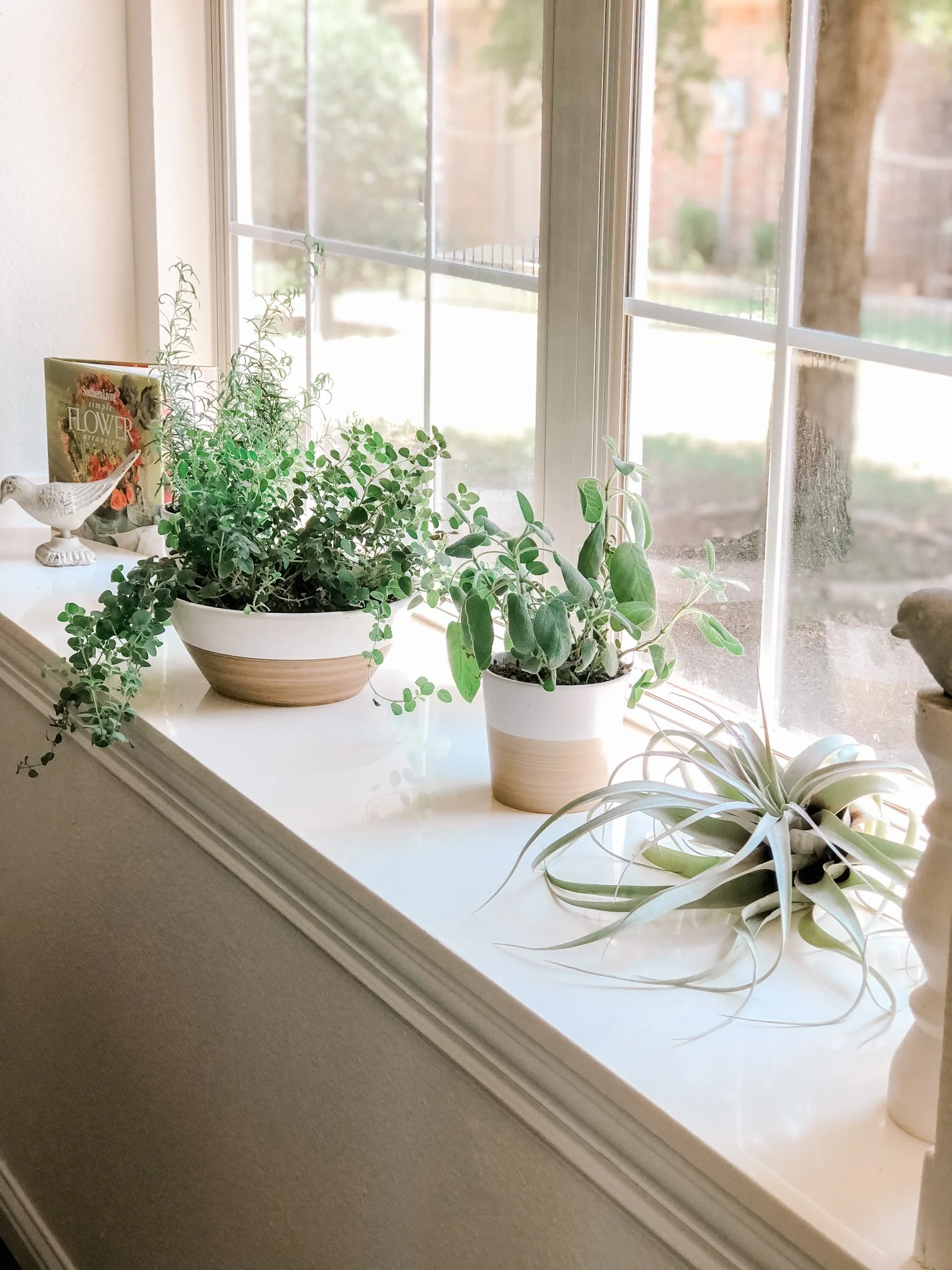 Our Favorite Houseplants + Care Tips — Farmhouse Living