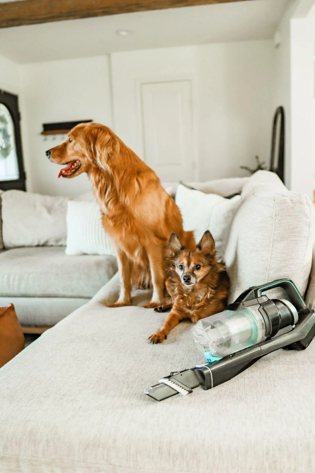 How To Keep My House Clean With Dogs
