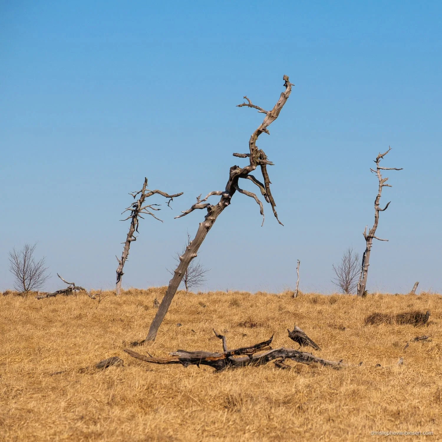 Exploring Belgium's High Fens | Christophe Van Biesen