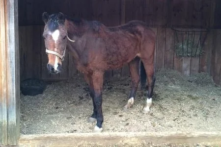 Meet our Herd — Hope's Legacy Equine Rescue