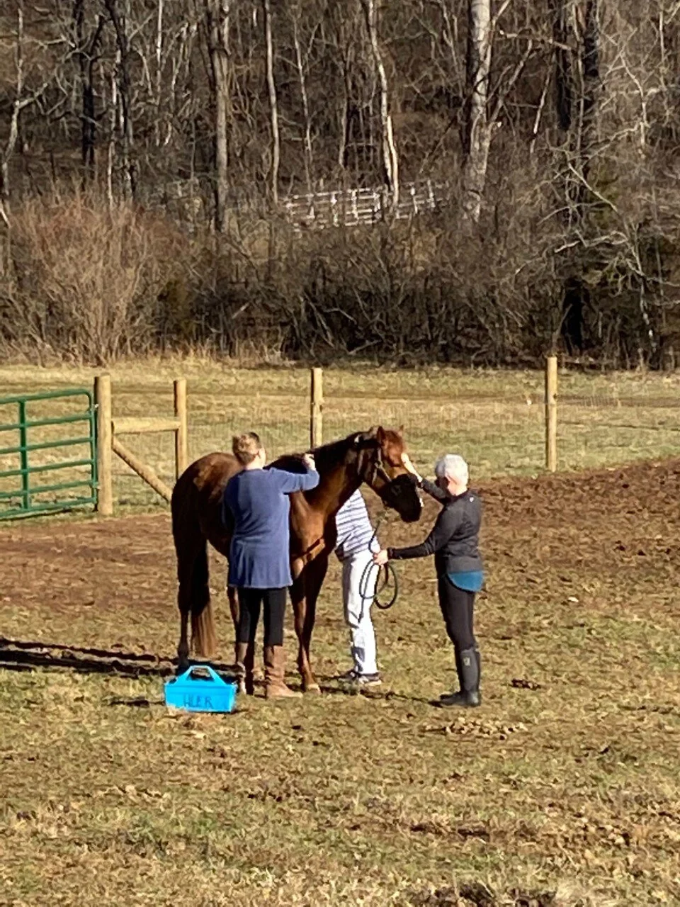 Volunteer — Hope's Legacy Equine Rescue