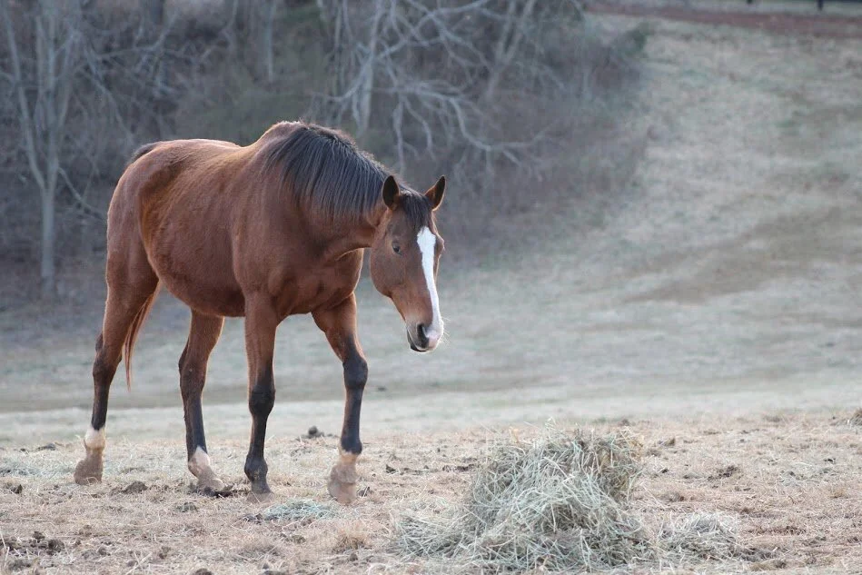 Meet our Herd — Hope's Legacy Equine Rescue