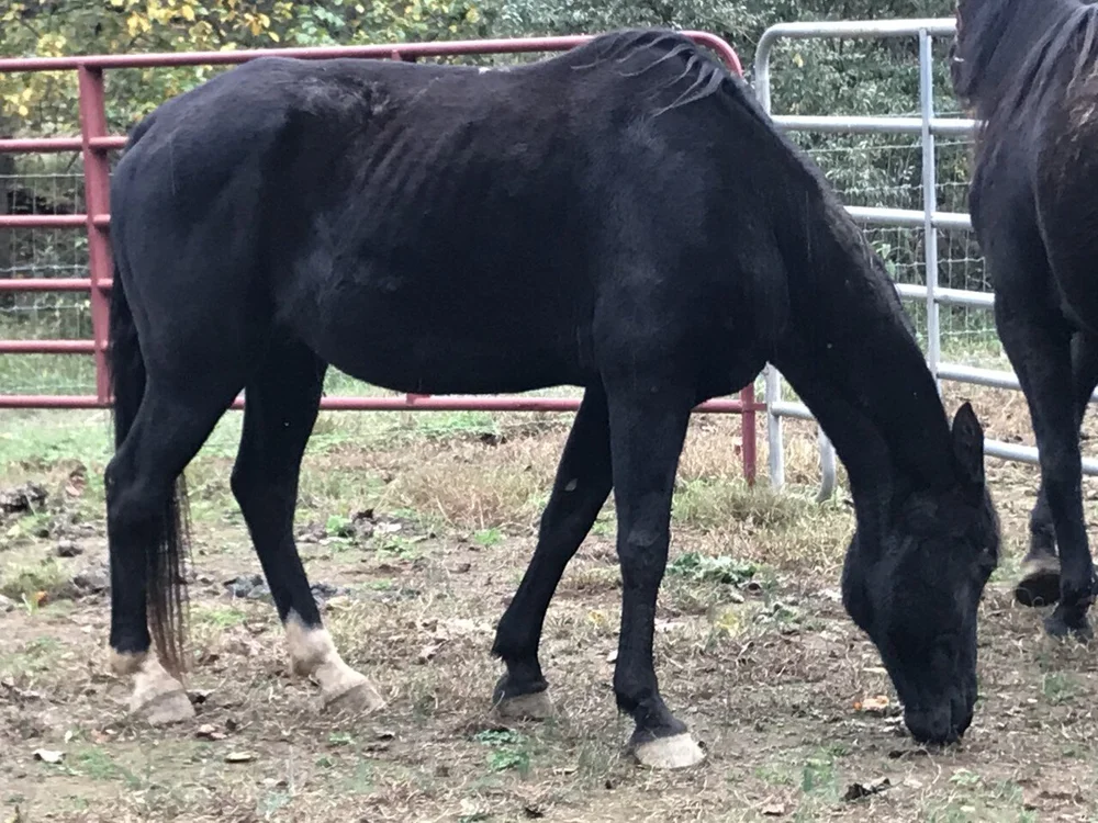 Meet our Herd — Hope's Legacy Equine Rescue