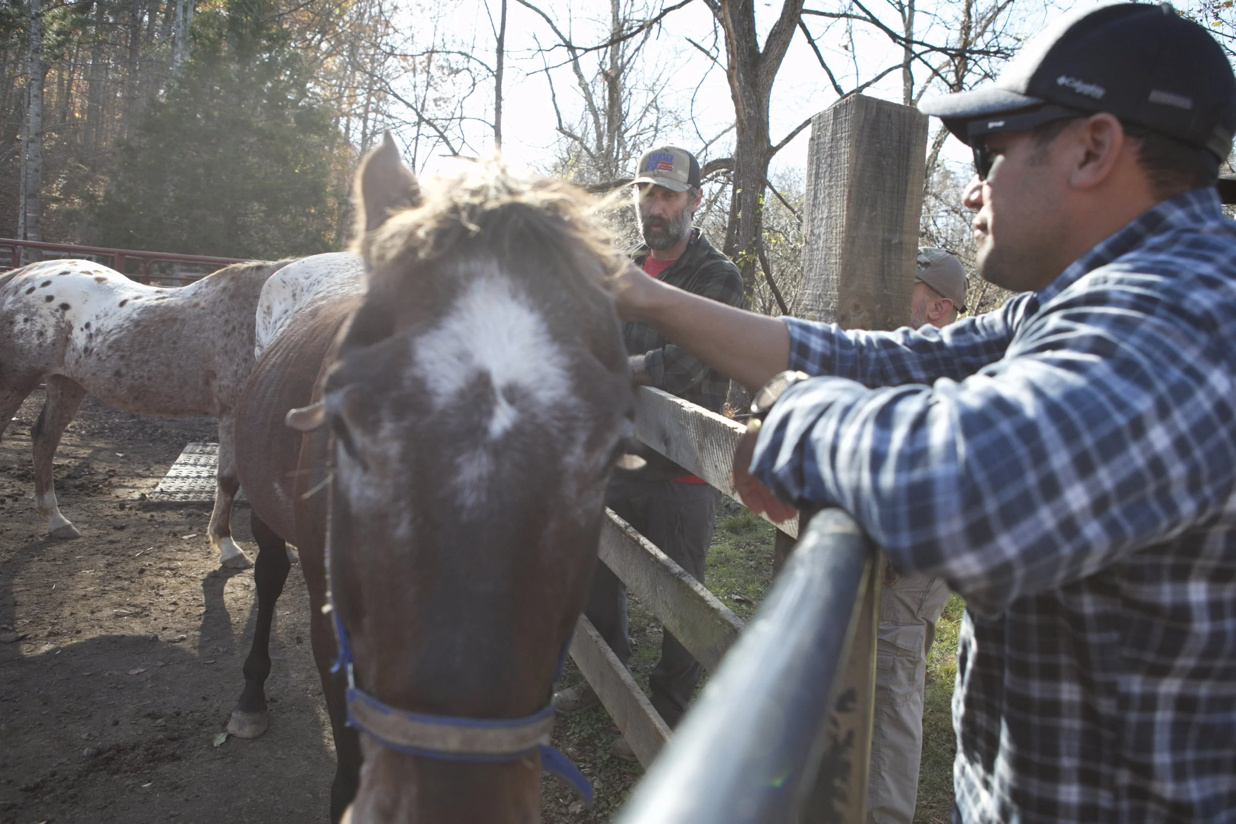 Hope's Heroes — Hope's Legacy Equine Rescue