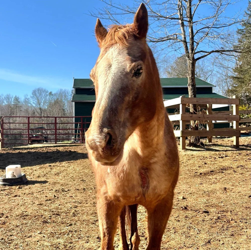 Adoptable Horses — Hope's Legacy Equine Rescue