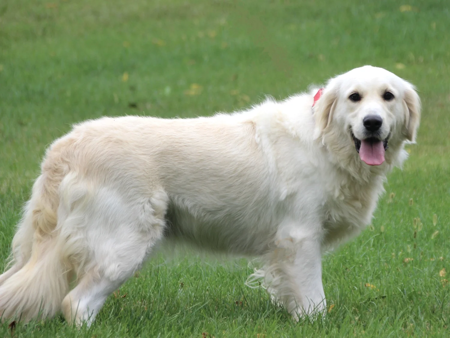 Our Dogs — Legacy Country Goldens