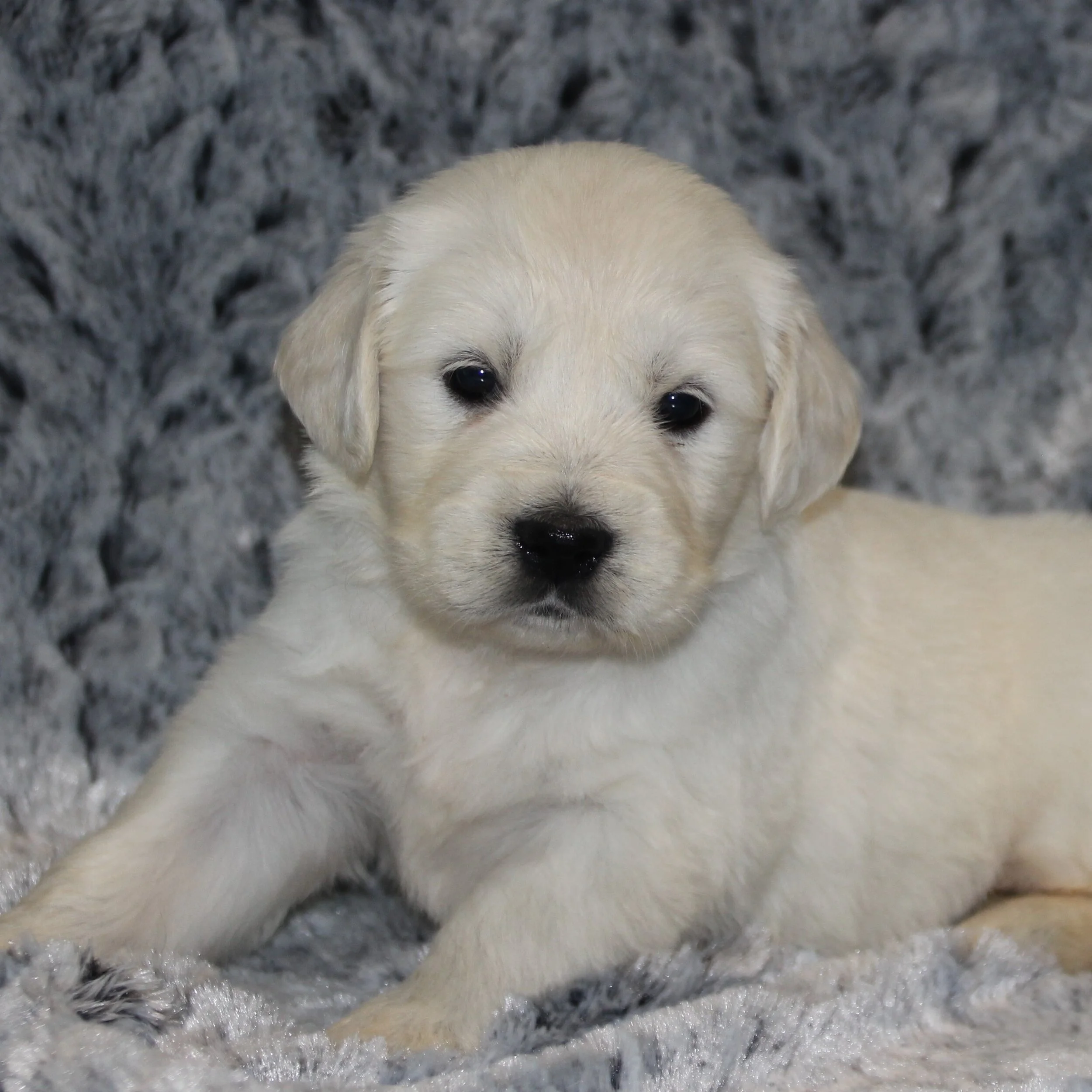 Legacy Country Goldens Puppy page — Legacy Country Goldens