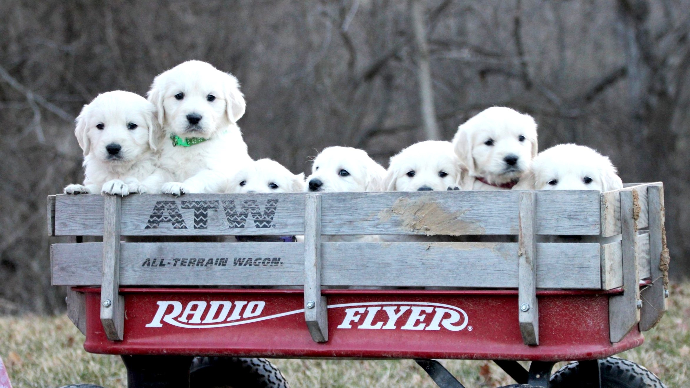 Legacy Country Goldens