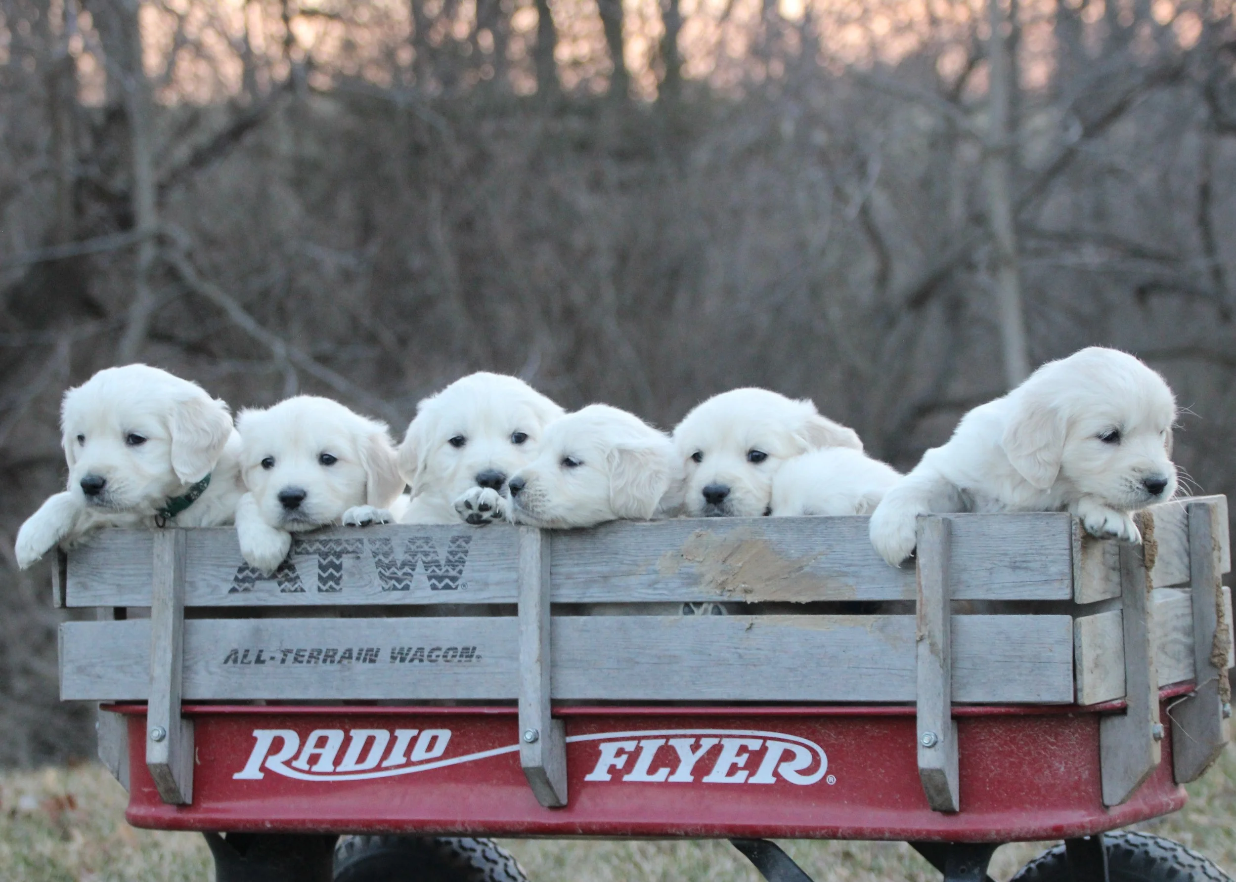 Legacy Country Goldens